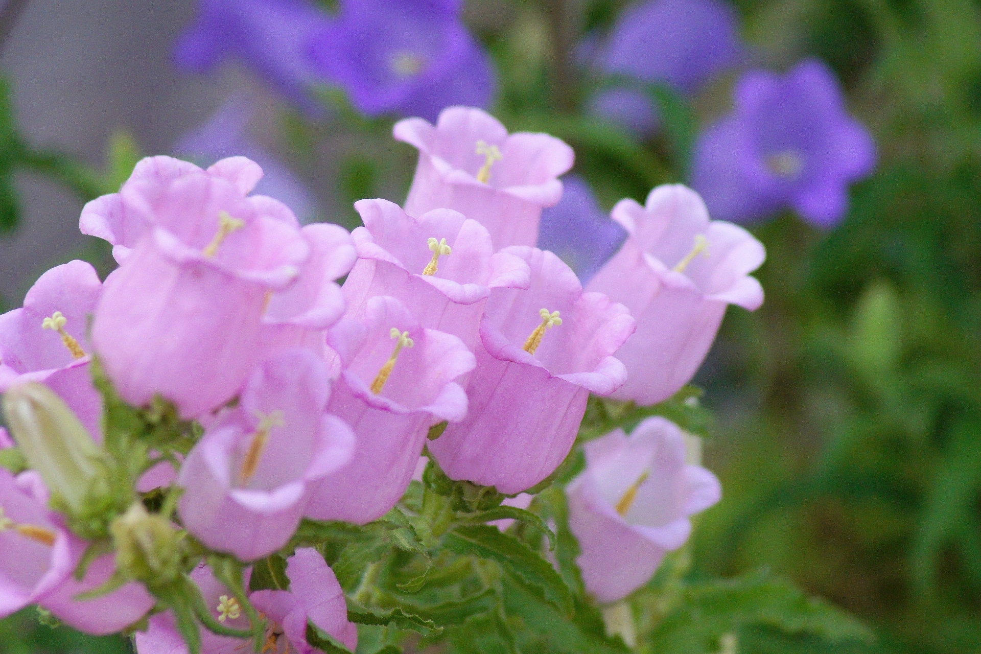カンパニュラの切り花を長持ちさせる方法は?特徴や花言葉も解説!【切り花図鑑】 練馬区平和台の花屋 Flower Shop Applaugh